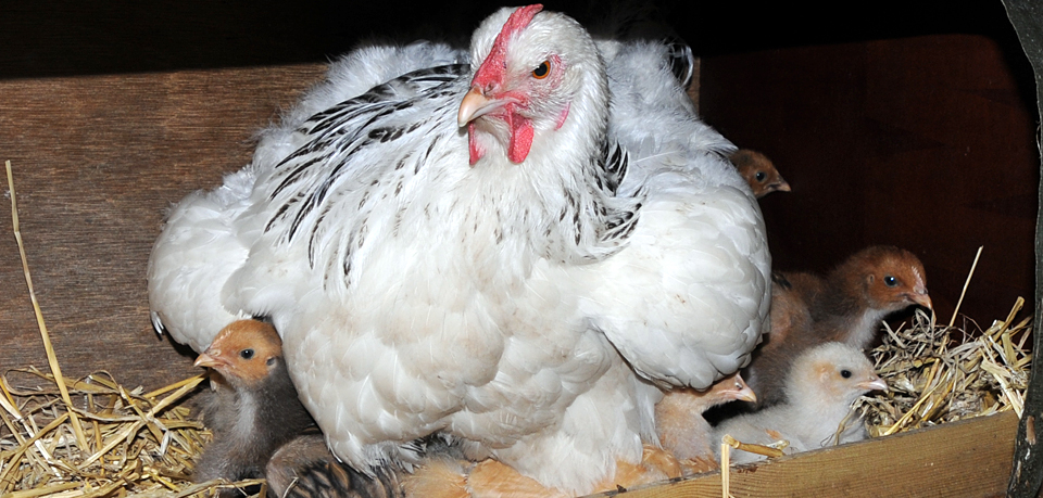 Relaxed Farming - our farm in your classroom - Chickens