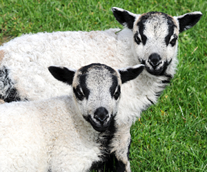 Relaxed Farming - our farm in your classroom - Sheep